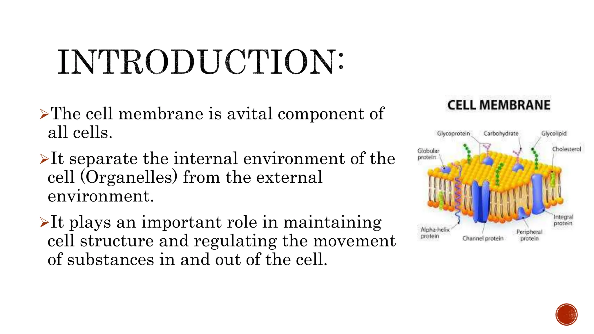 cell membrane simple presentation .pptx