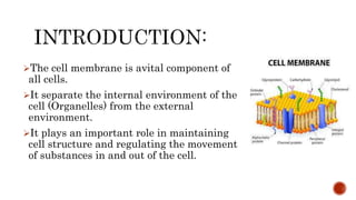 cell membrane simple presentation .pptx