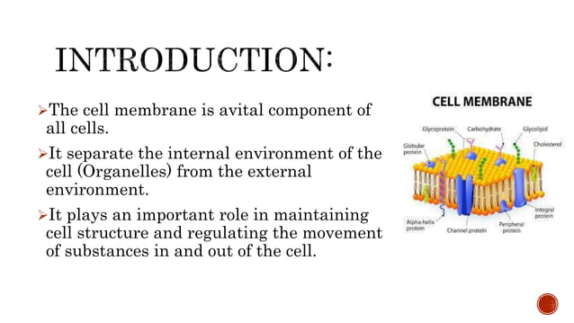 cell membrane simple presentation .pptx