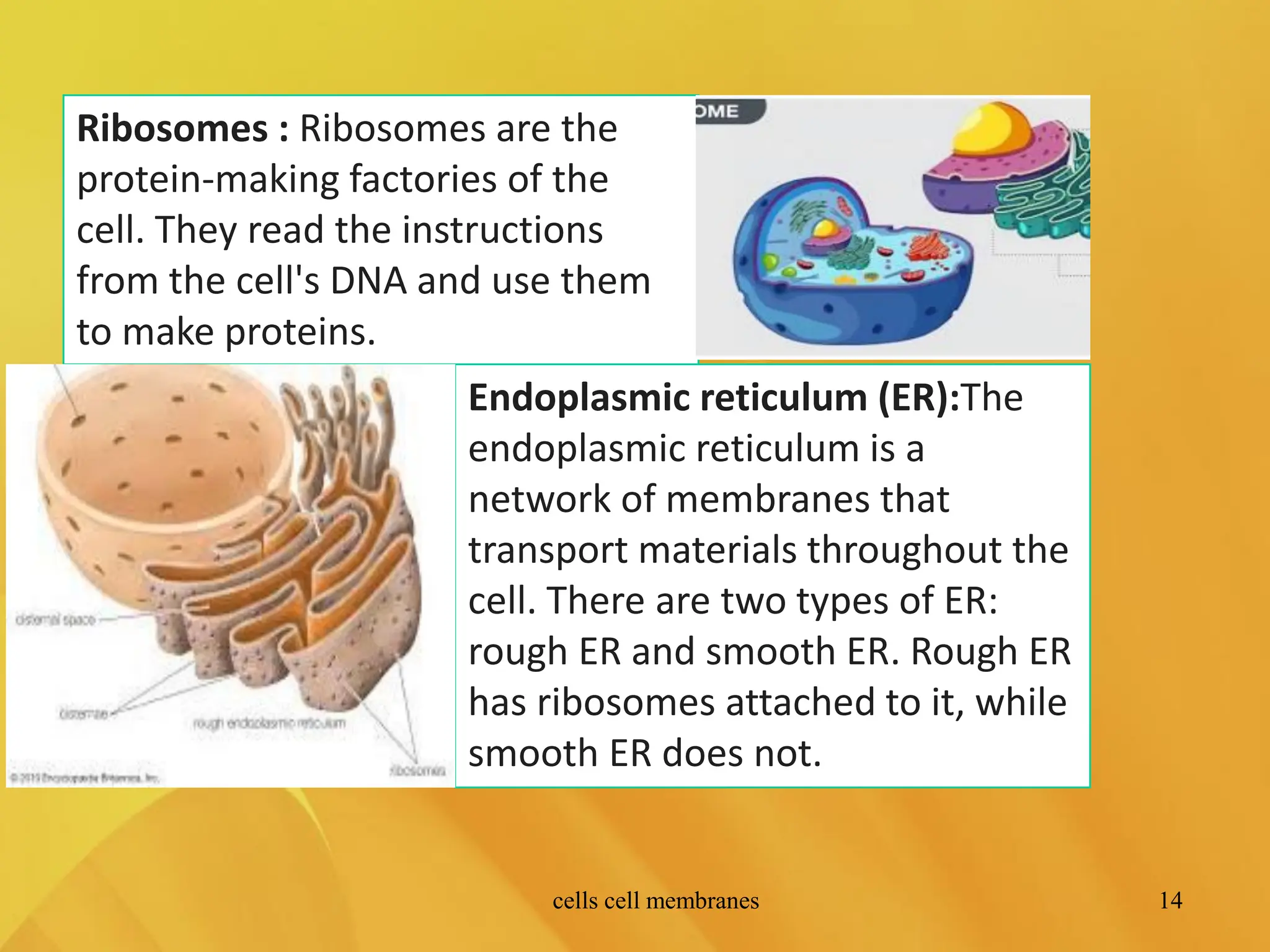 cell membrane .pdf