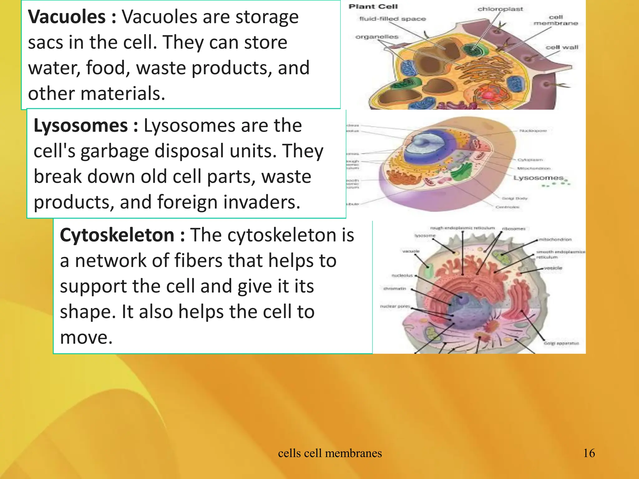 cell membrane .pdf
