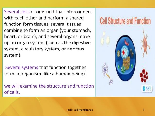 cell membrane .pdf