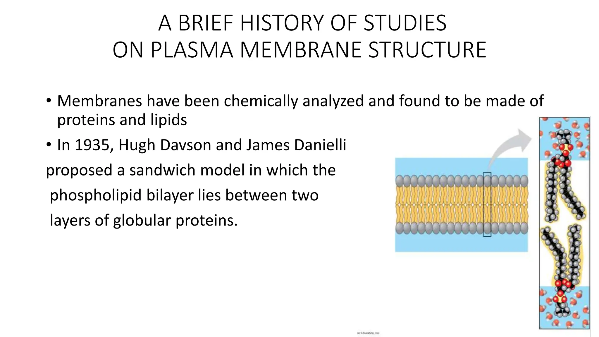cell membrane structure and function in details | PPTX