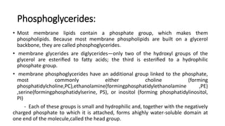 cell membrane structure and function in details | PPTX