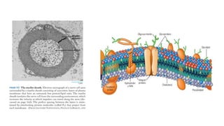 cell membrane structure and function in details | PPTX