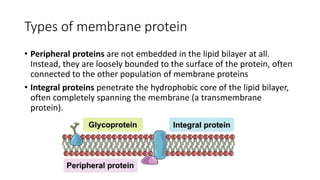 Edexcel IAS Biology Unit 1 Cell Membrane | PPTX
