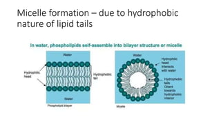 Edexcel IAS Biology Unit 1 Cell Membrane | PPTX