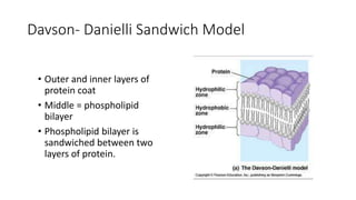 Edexcel IAS Biology Unit 1 Cell Membrane | PPTX
