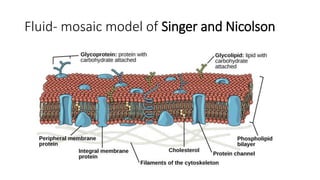Edexcel IAS Biology Unit 1 Cell Membrane | PPTX