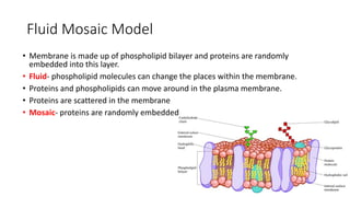 Edexcel IAS Biology Unit 1 Cell Membrane | PPTX