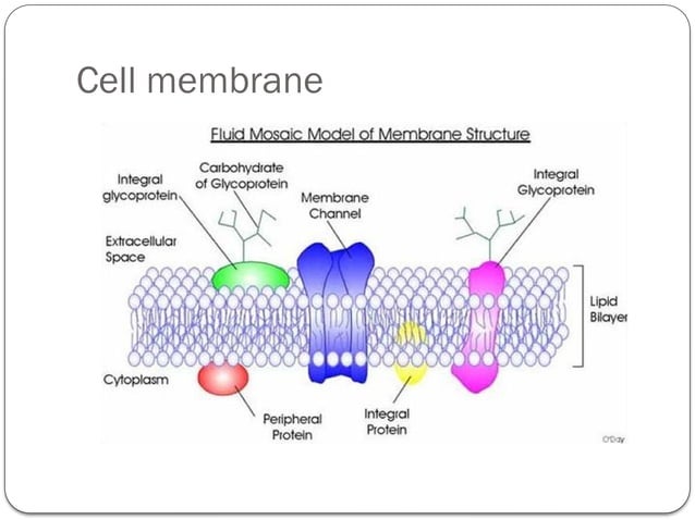 Cell membrane and it's structure and functions | PPT