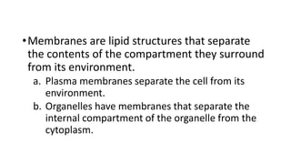 CELL MEMBRANE.pdfbnbbnbbnbbmbmnbnmbmbbmbbb | PDF