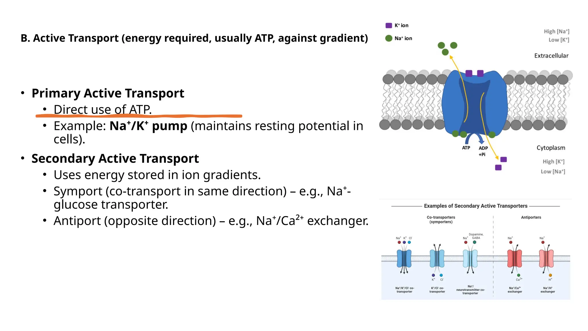 Cell Membrane and endomembrane system.pptx