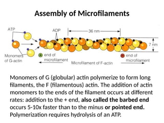 Cell membrane. Cytoskeleton-1.pptx histology | PPTX