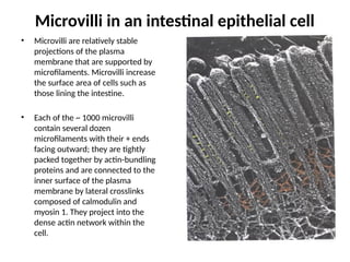Cell membrane. Cytoskeleton-1.pptx histology | PPTX