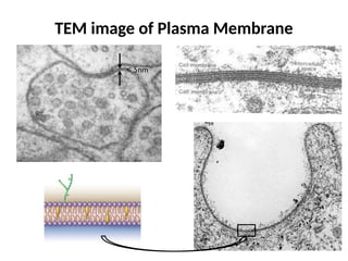 Cell membrane. Cytoskeleton-1.pptx histology | PPTX