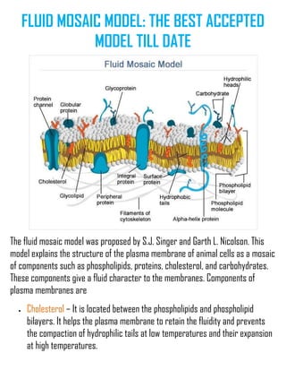 Fluid Mosaic Model 3d