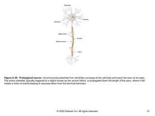 Cell membrane 2022.ppt