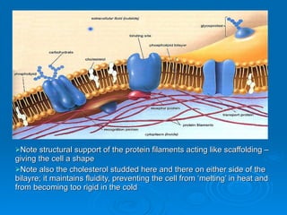 Cell membrane (20 slides) | PPT