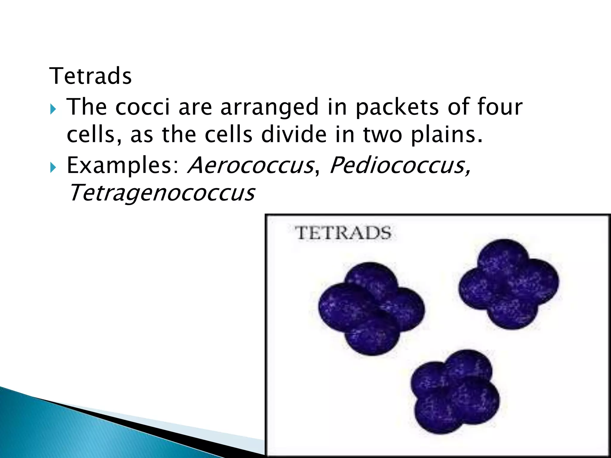 Cell membrane and cell morphology | PPTX