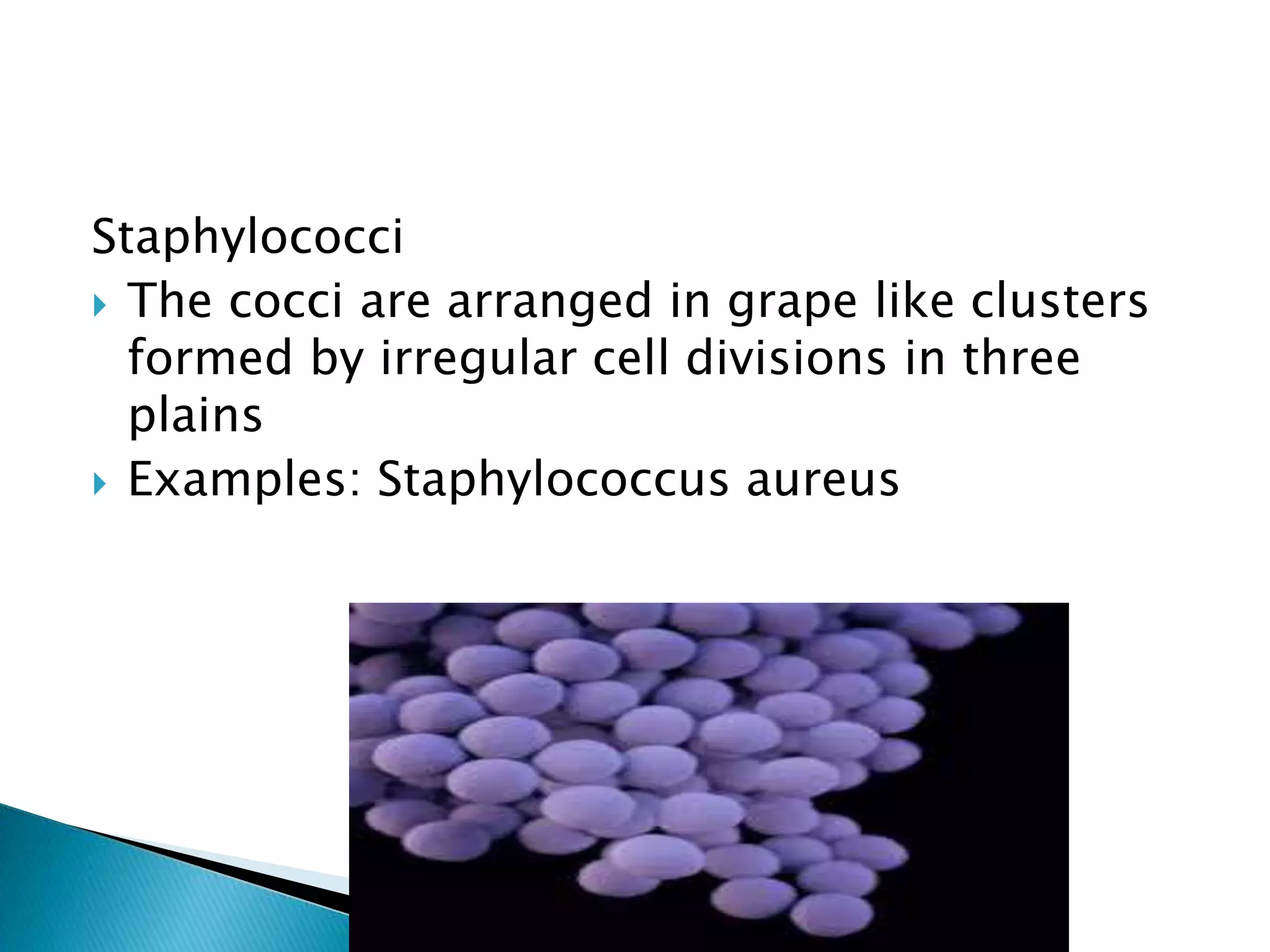 Cell membrane and cell morphology | PPTX