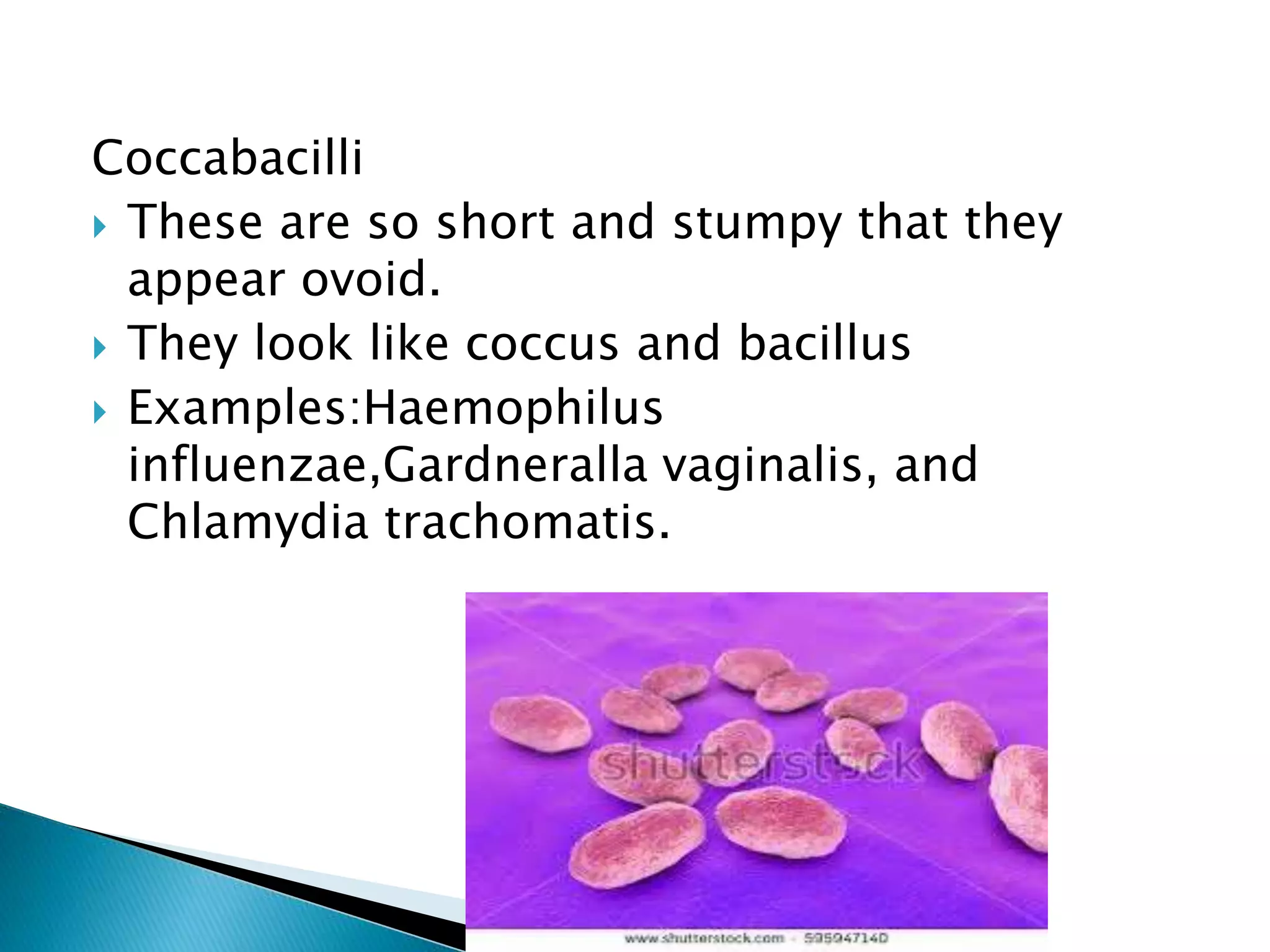 Cell membrane and cell morphology | PPTX