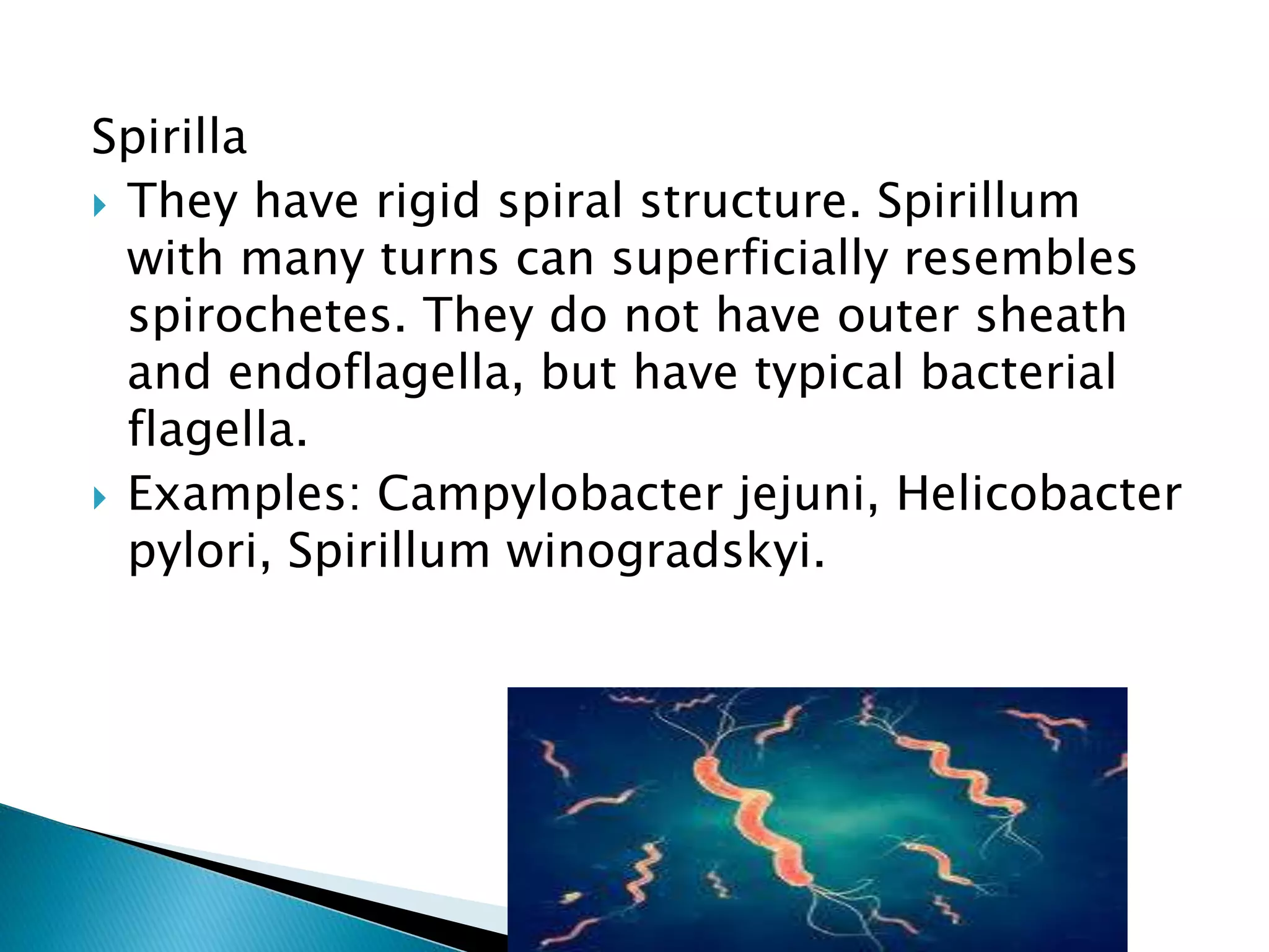 Cell membrane and cell morphology | PPTX