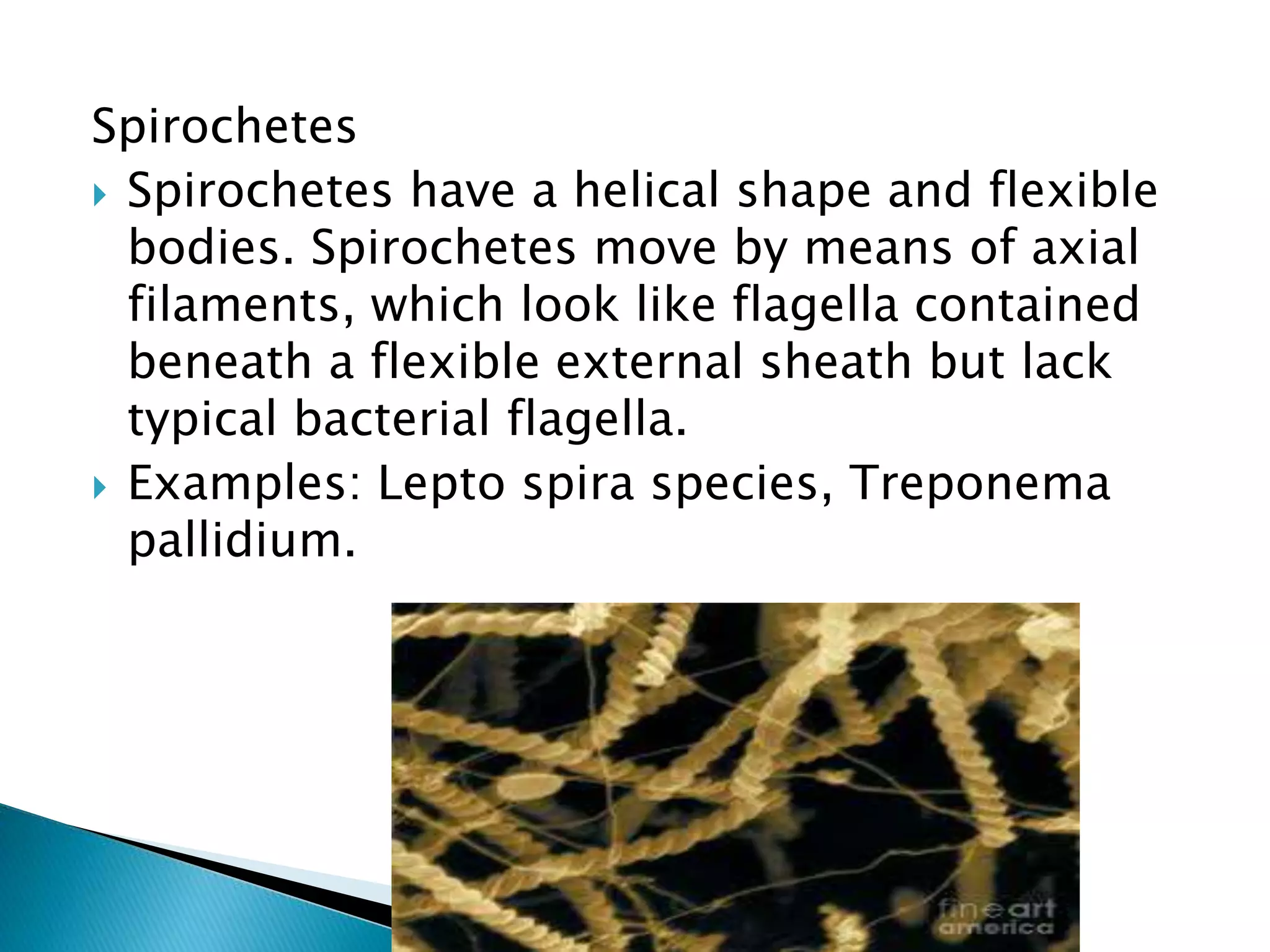 Cell membrane and cell morphology | PPTX