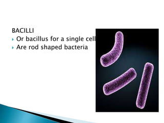 Cell membrane and cell morphology | PPTX