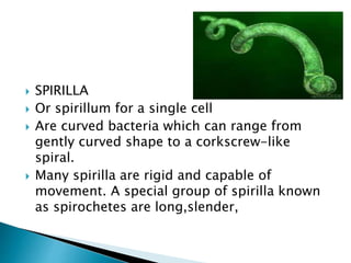 Cell membrane and cell morphology | PPTX