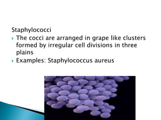 Cell membrane and cell morphology | PPTX