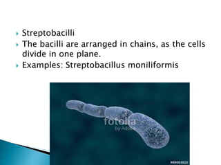 Cell membrane and cell morphology | PPTX