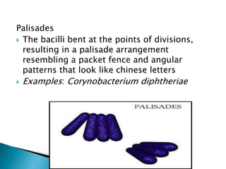 Cell membrane and cell morphology | PPTX