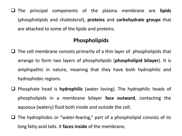 Cell membrane and endoplasmic reticulum | PPTX | Chemistry | Science