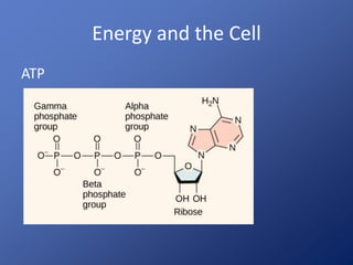 Cell membrane and membrane transport updated | PPTX