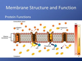 Cell membrane and membrane transport updated | PPT