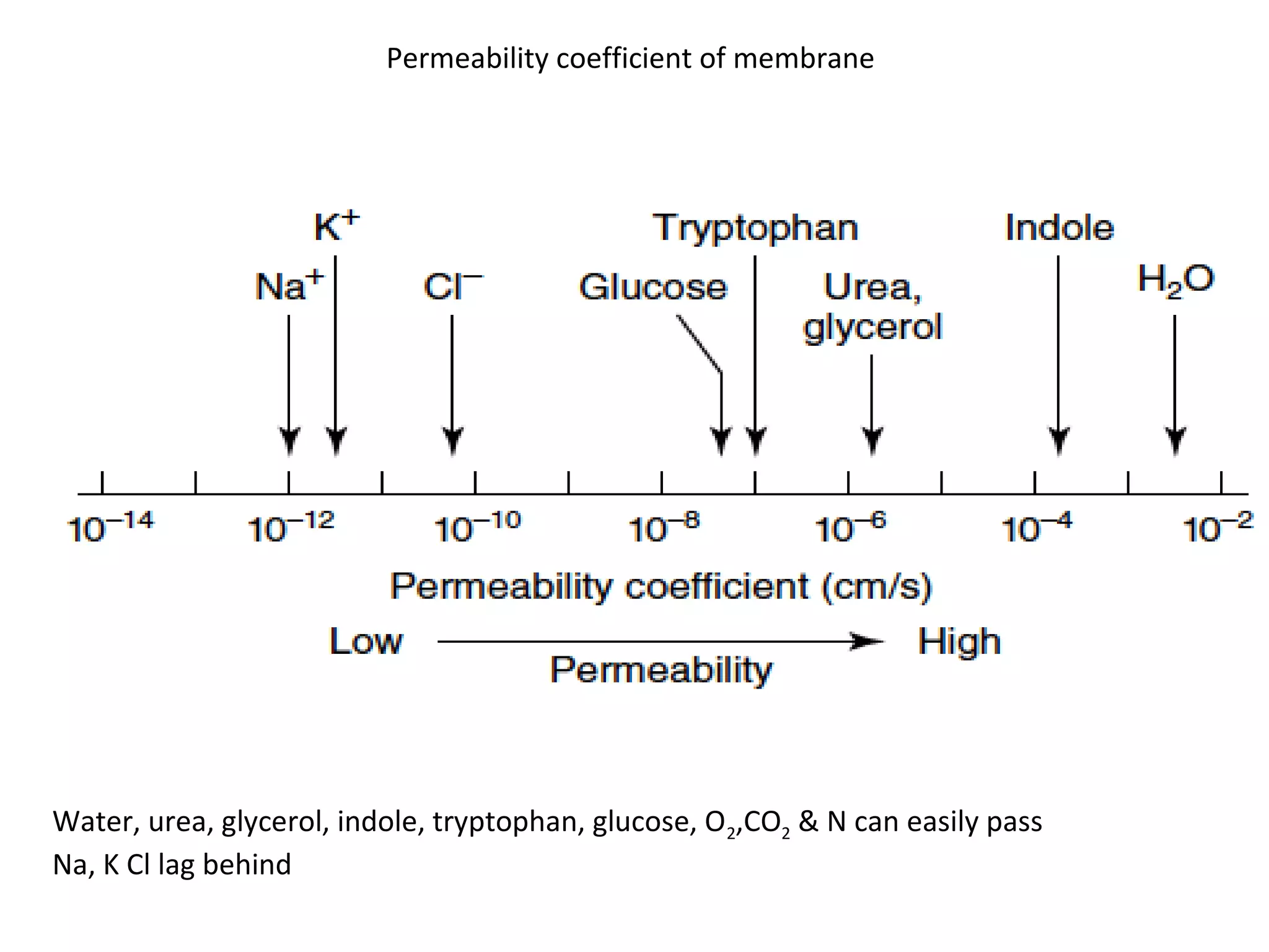 Cell membrane and permeability | PPT
