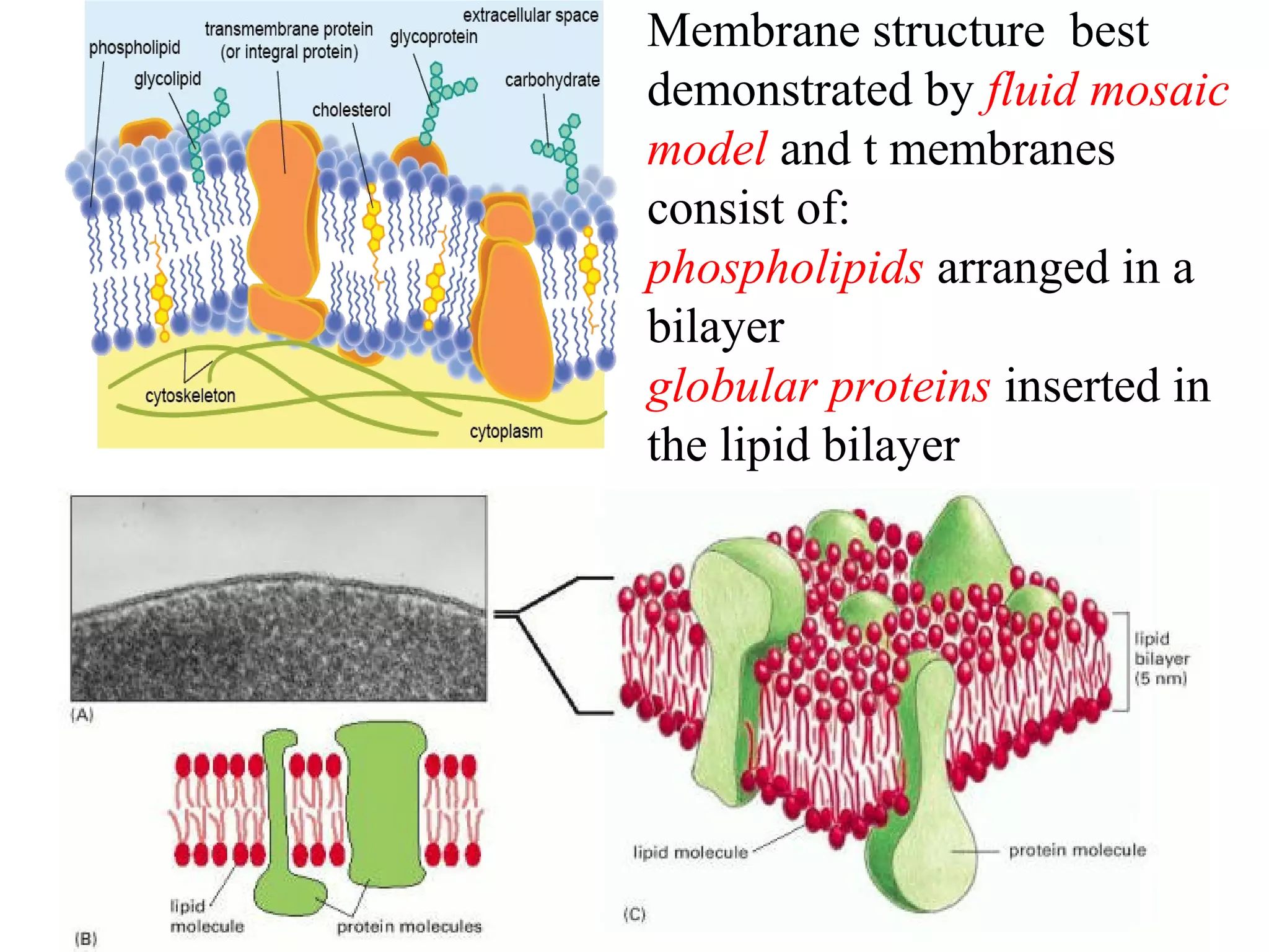 Cell membrane and permeability | PPT