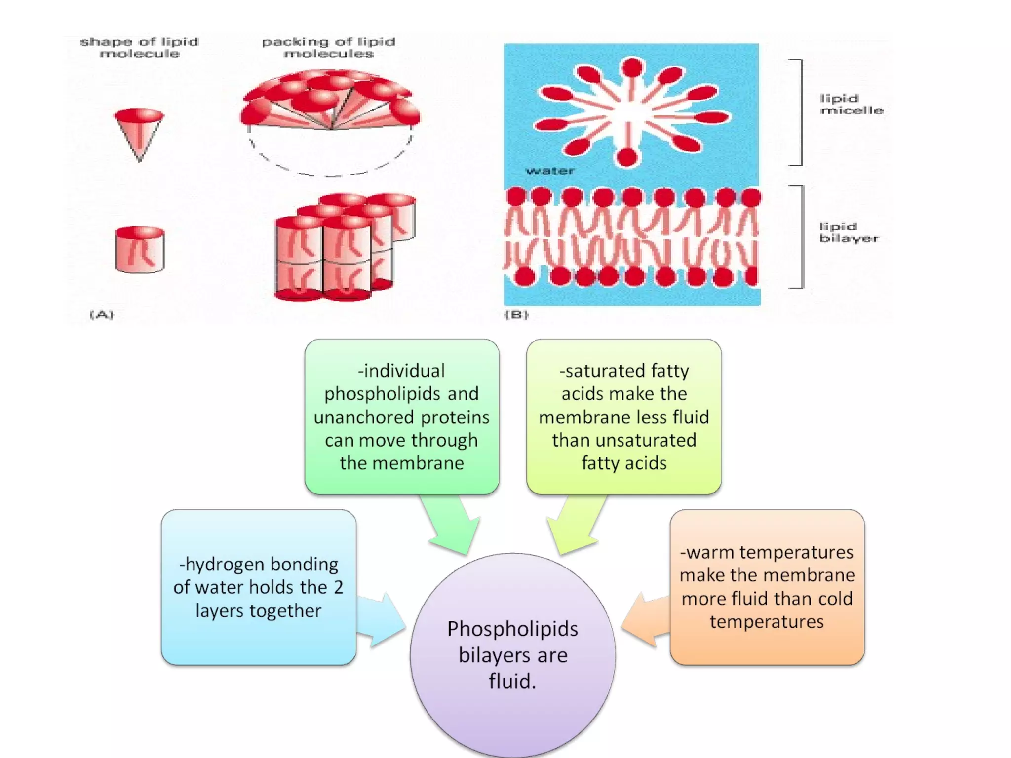 Cell membrane and permeability | PPT