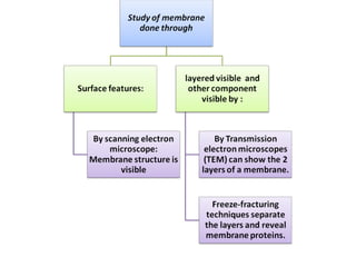 Cell membrane and permeability | PPT