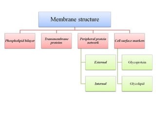 Cell membrane and permeability | PPT