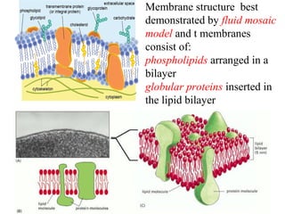 Cell membrane and permeability | PPT