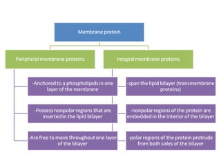 Cell membrane and permeability | PPT