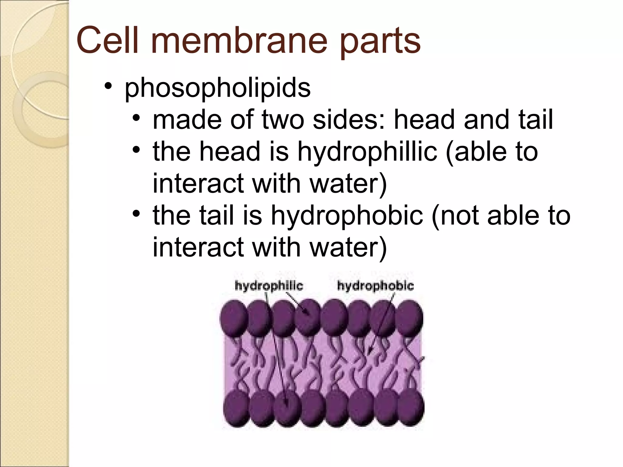 Cell membrane and transport | PPT