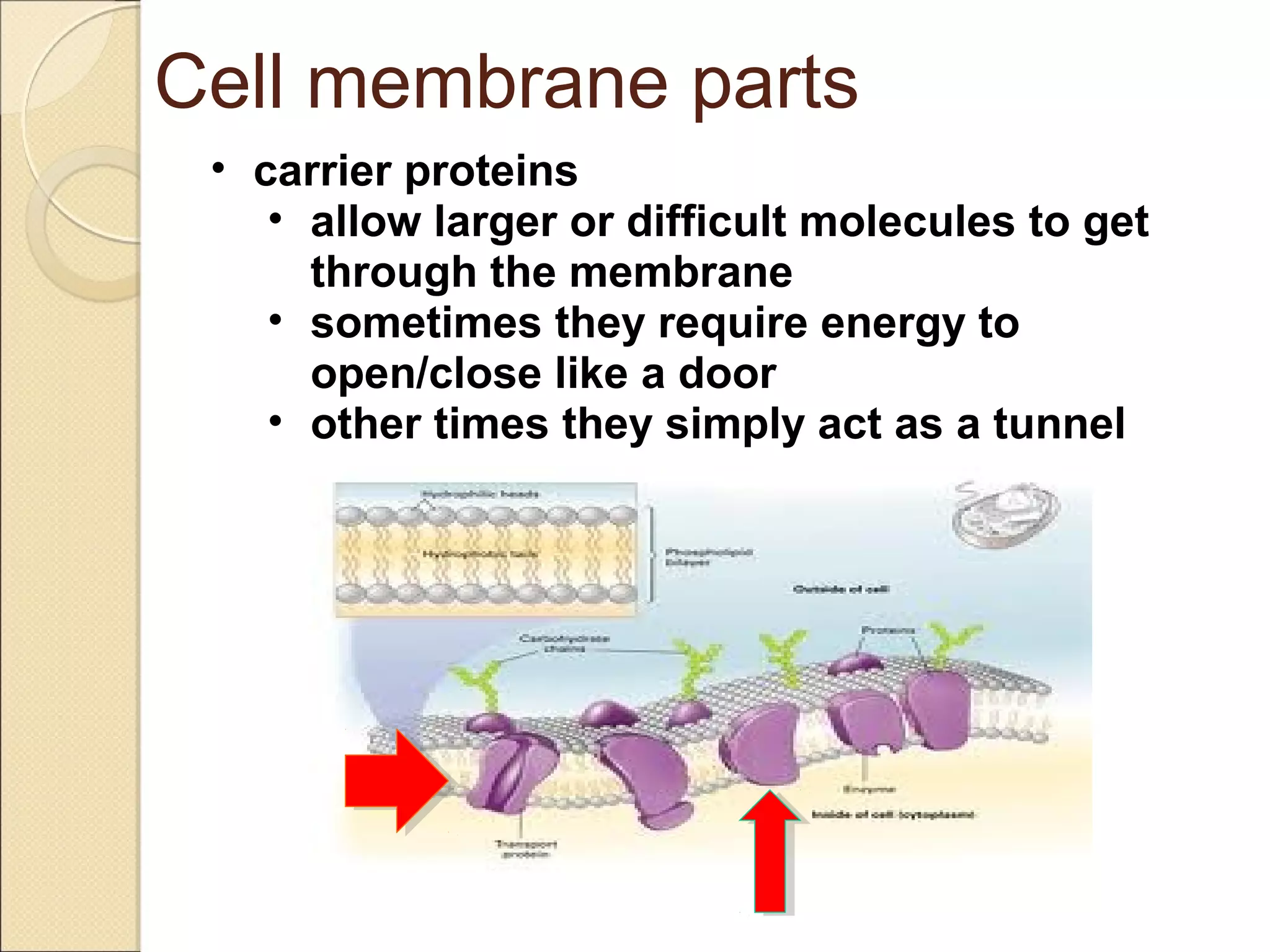 Cell membrane and transport | PPT