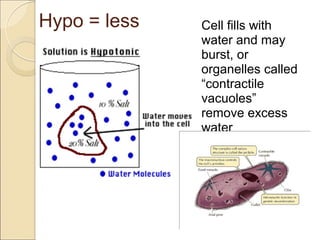 Cell membrane and transport | PPT