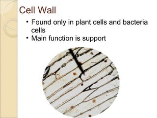 Cell membrane and transport | PPT | Free Download