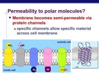 Cell membrane and transport | PPTX