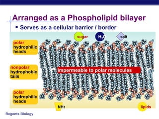 Cell membrane and transport | PPTX