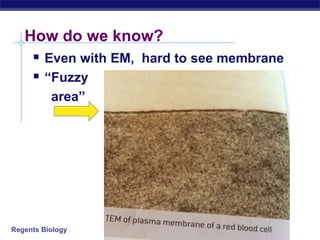 Cell membrane and transport | PPTX